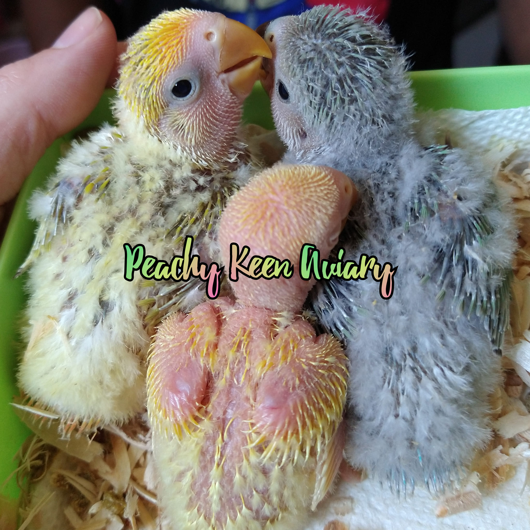 Available Birds – Peachy Keen Aviary
