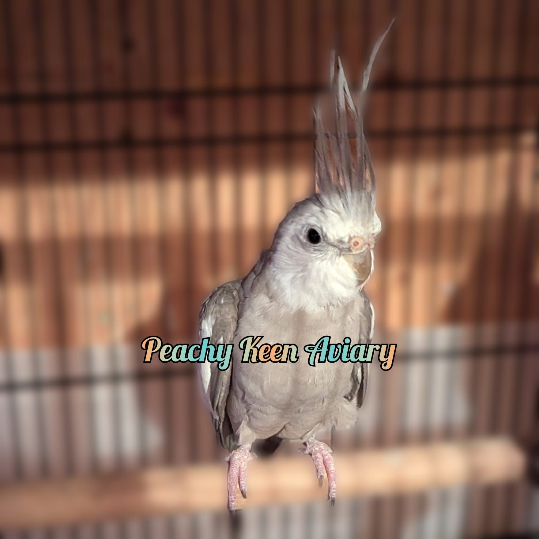 Peachy Keen Aviary – Hand-Raised Peach Faced and Masked Lovebirds
